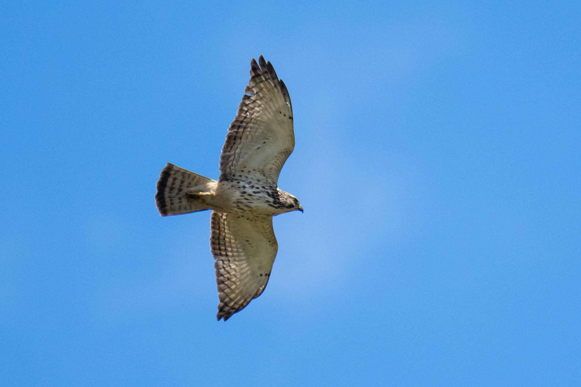 iGoTerra - Learn about Brown-backed Needletail Hirundapus giganteus