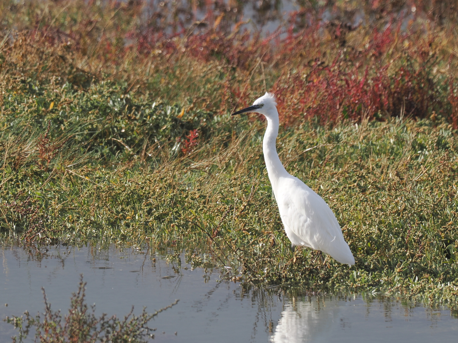 iGoTerra - Learn about Brown-backed Needletail Hirundapus giganteus