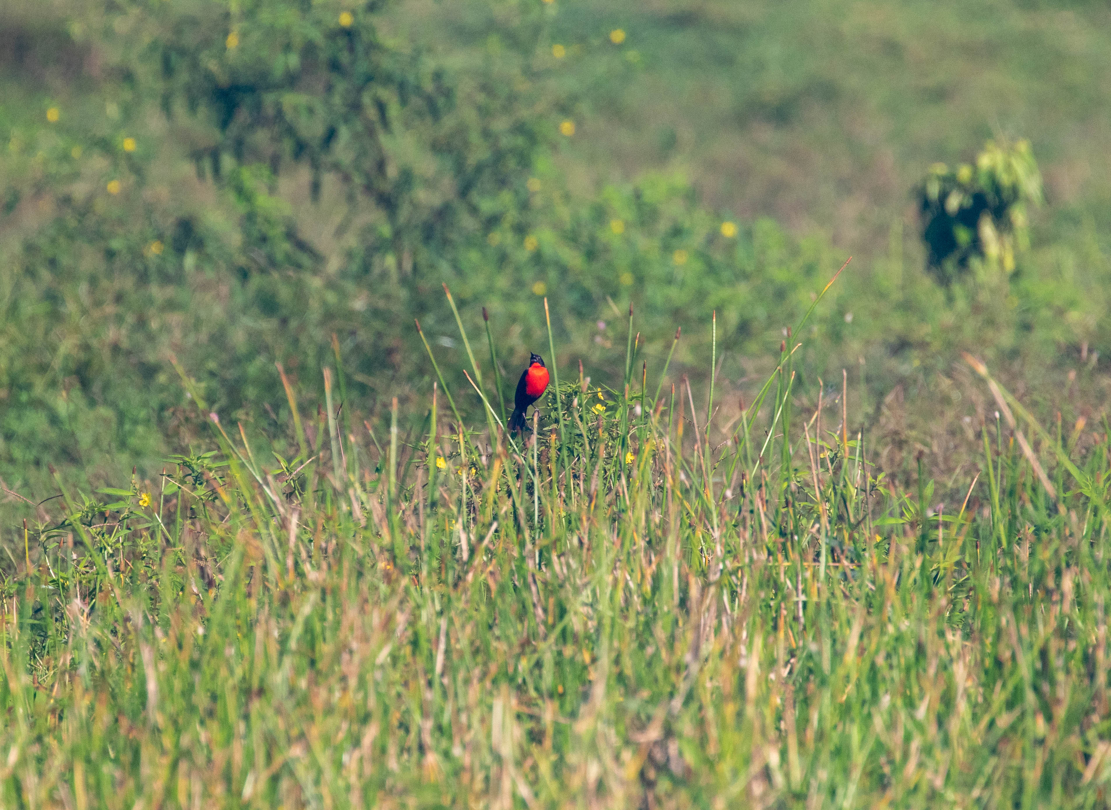 iGoTerra - Learn about Common Jay Graphium doson
