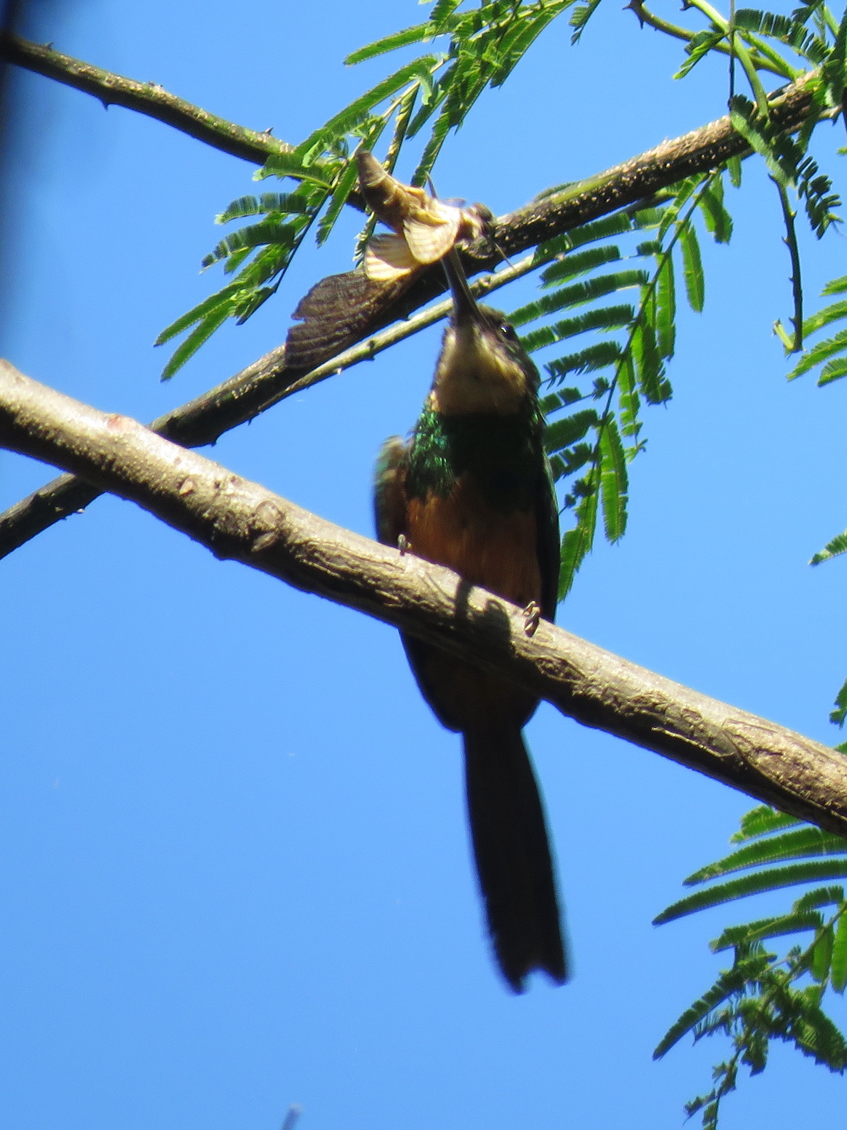 iGoTerra - Learn about Streak-throated Woodpecker Picus xanthopygaeus