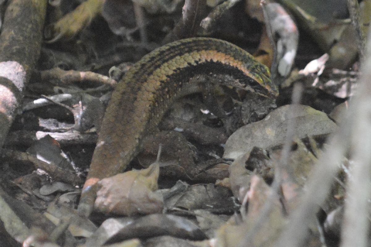 iGoTerra - Learn about Neotropic Cormorant Nannopterum brasilianum