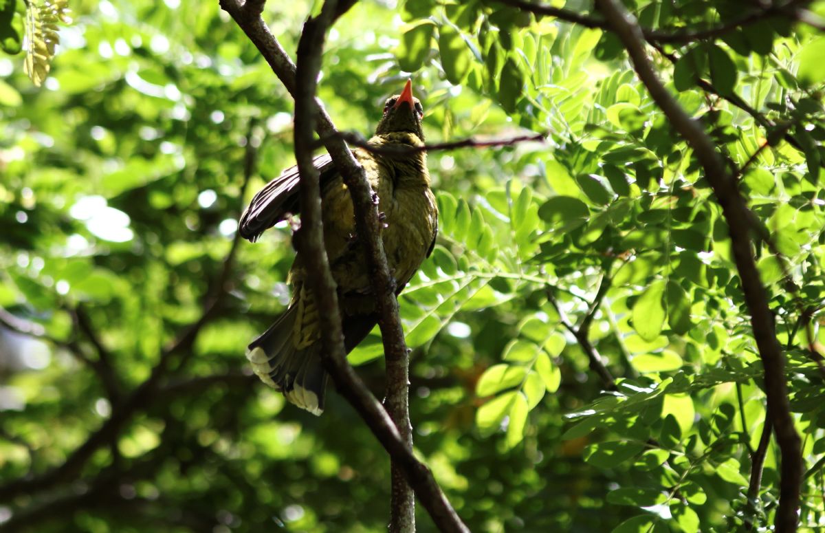 iGoTerra - Learn about Northern Giraffe Giraffa camelopardalis