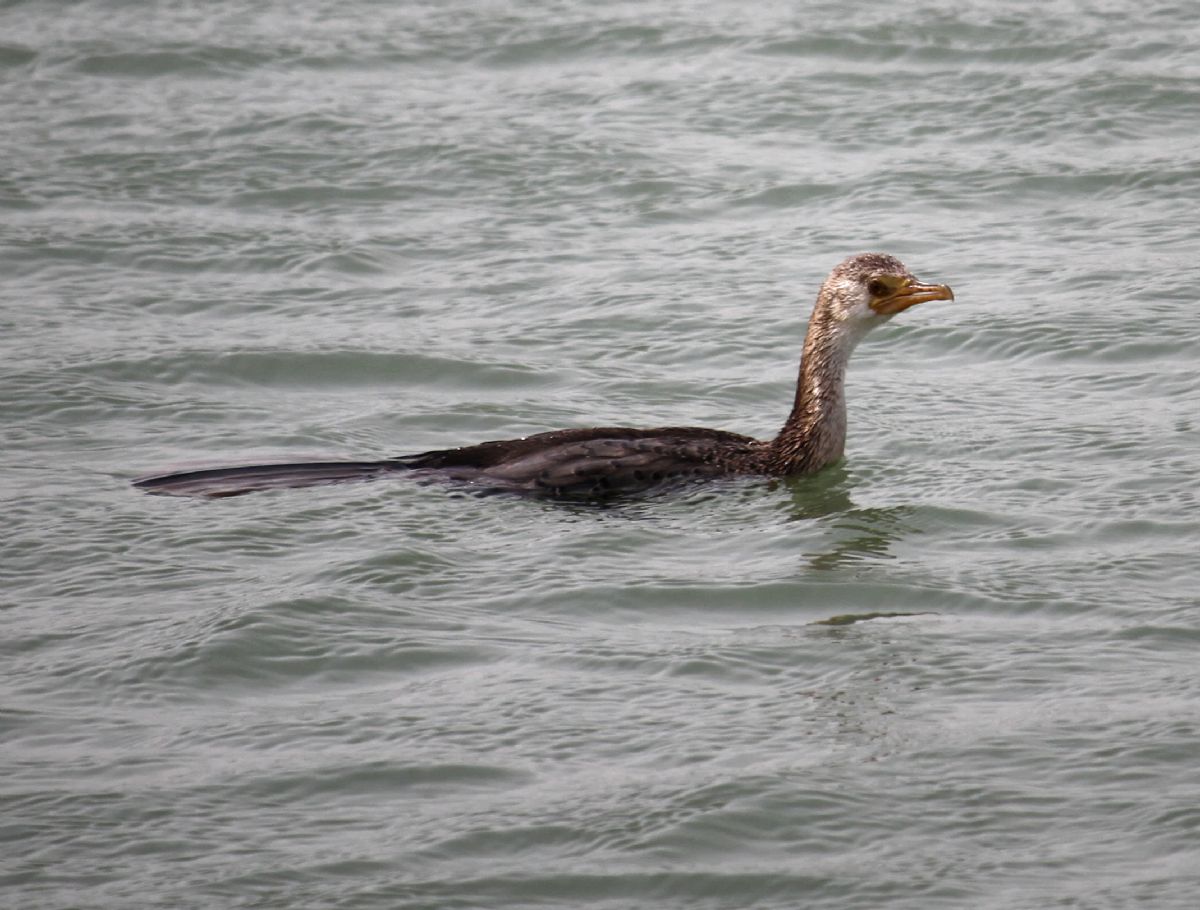 iGoTerra - Learn about Rufous Potoo Phyllaemulor bracteatus