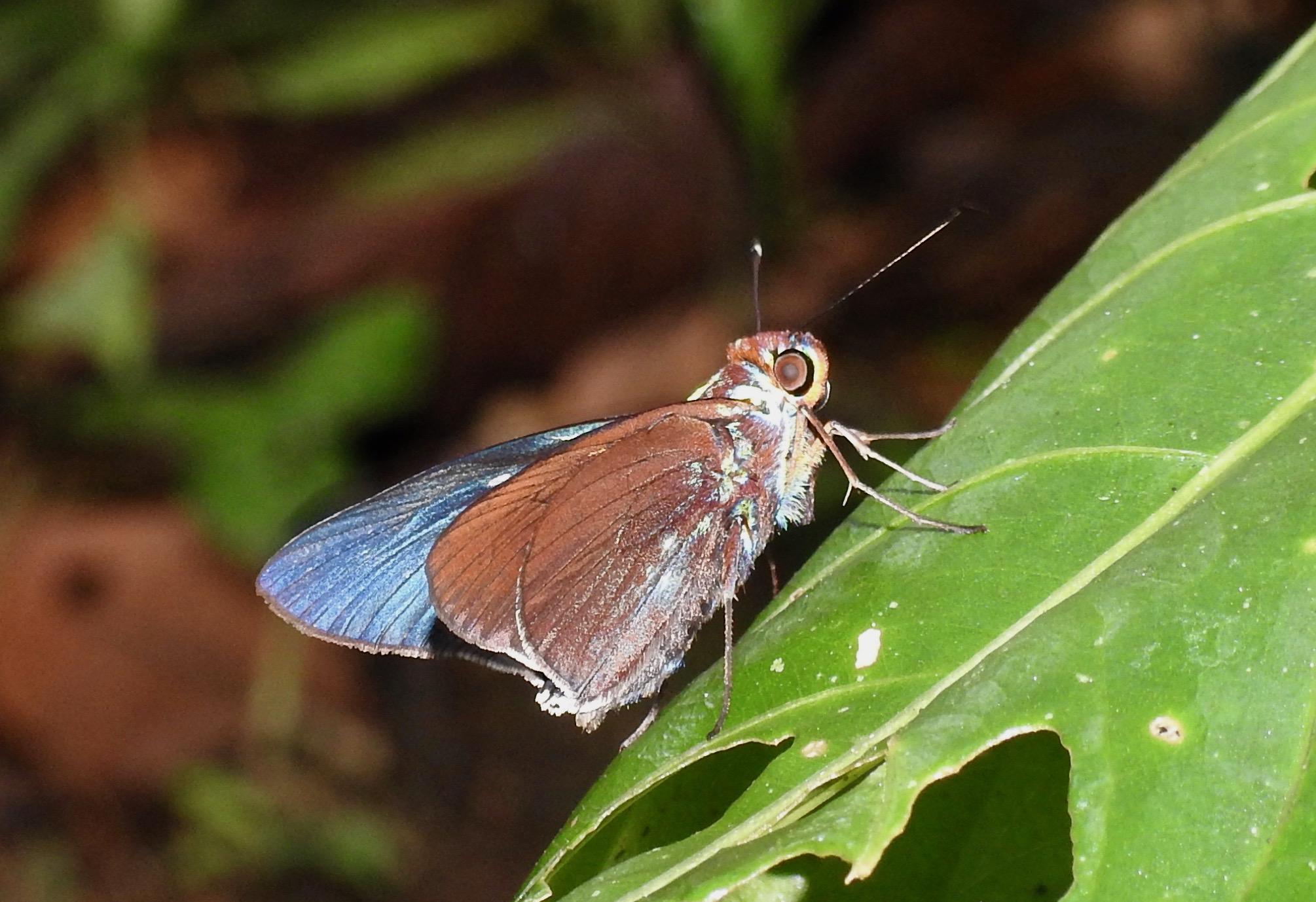 iGoTerra - Learn about Siberian Thrush Geokichla sibirica