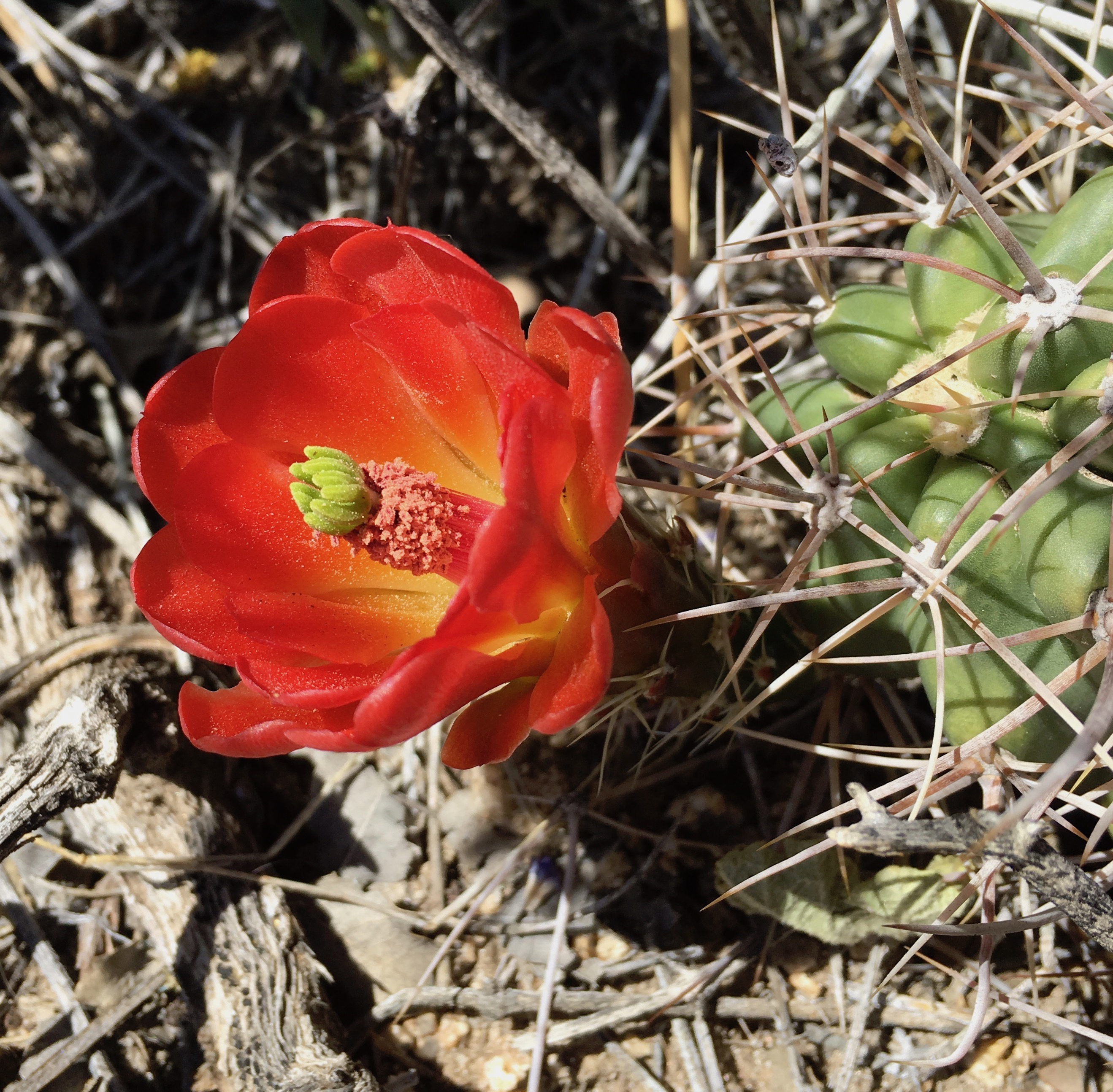 iGoTerra - Learn about Northern Boobook Ninox japonica
