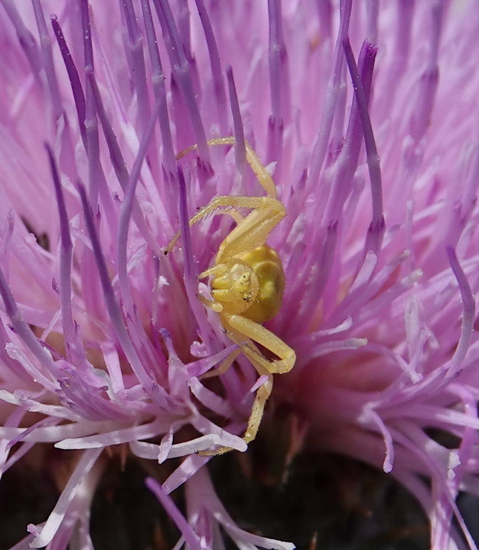 iGoTerra - Learn about Cyanoderma melanothorax melanothorax