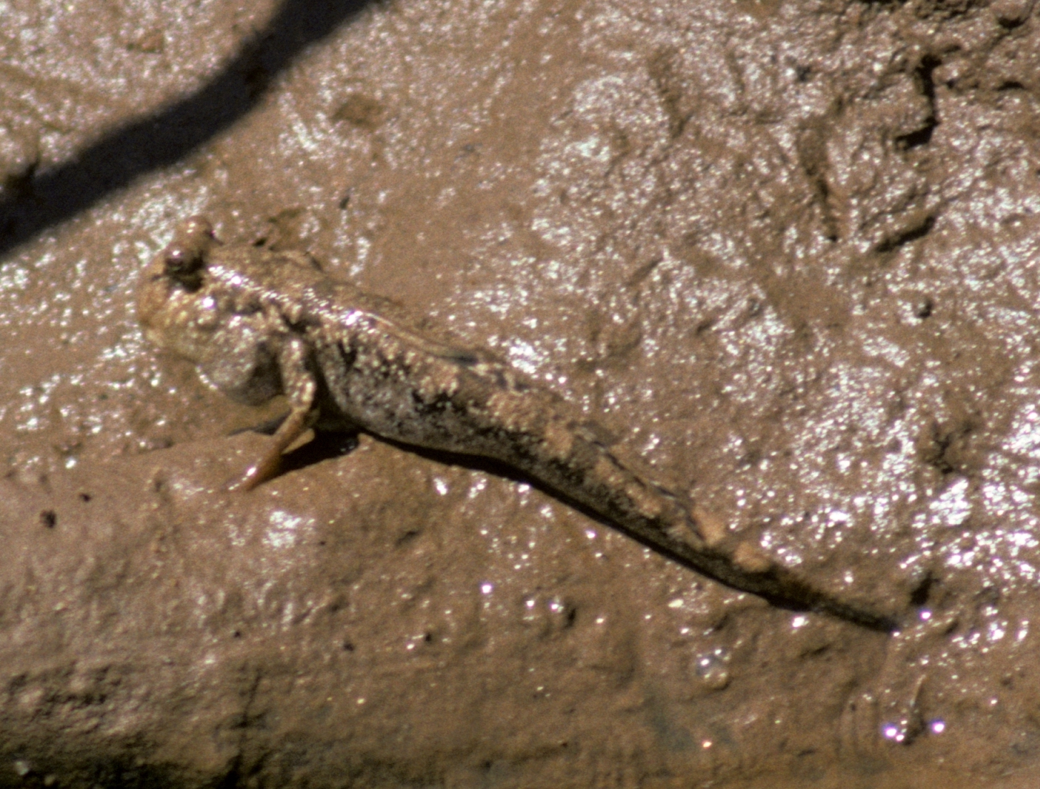 iGoTerra - Learn about Titicaca Grebe Rollandia microptera