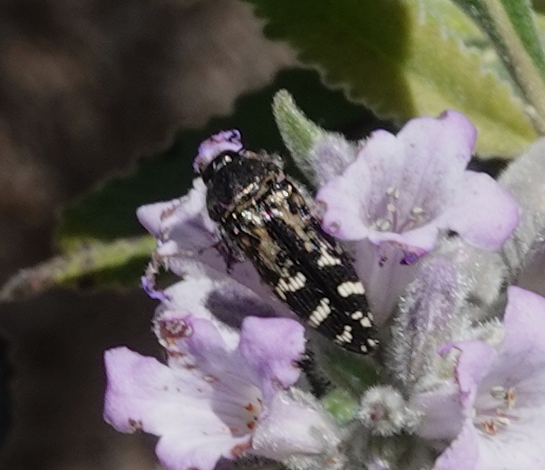 iGoTerra - Learn about Southern Armyworm Moth Spodoptera eridania