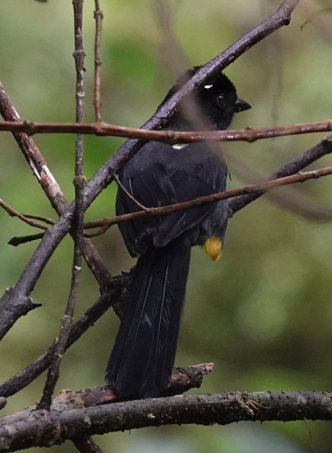 iGoTerra - Learn about Egyptian Nightjar Caprimulgus aegyptius