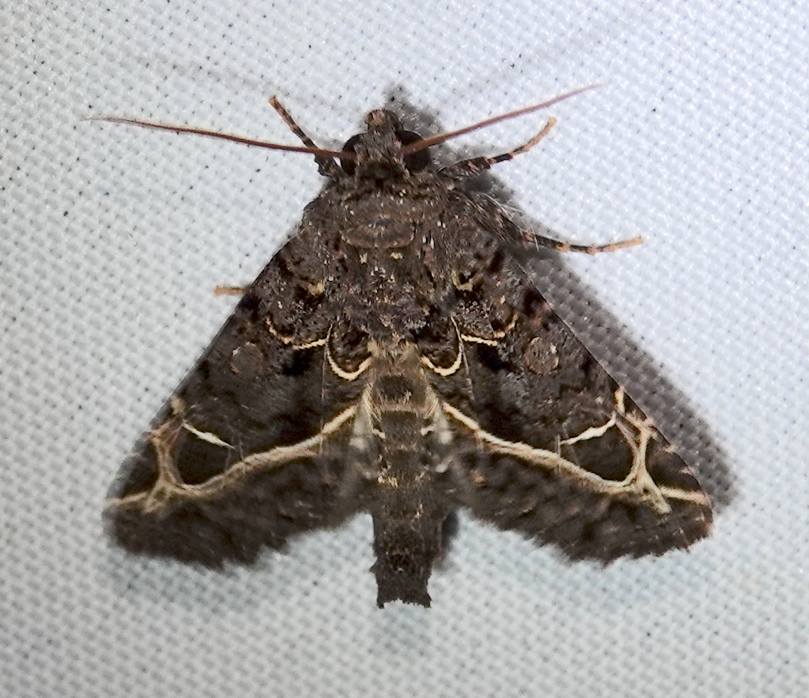 iGoTerra - Learn about Red-capped Manakin Ceratopipra mentalis