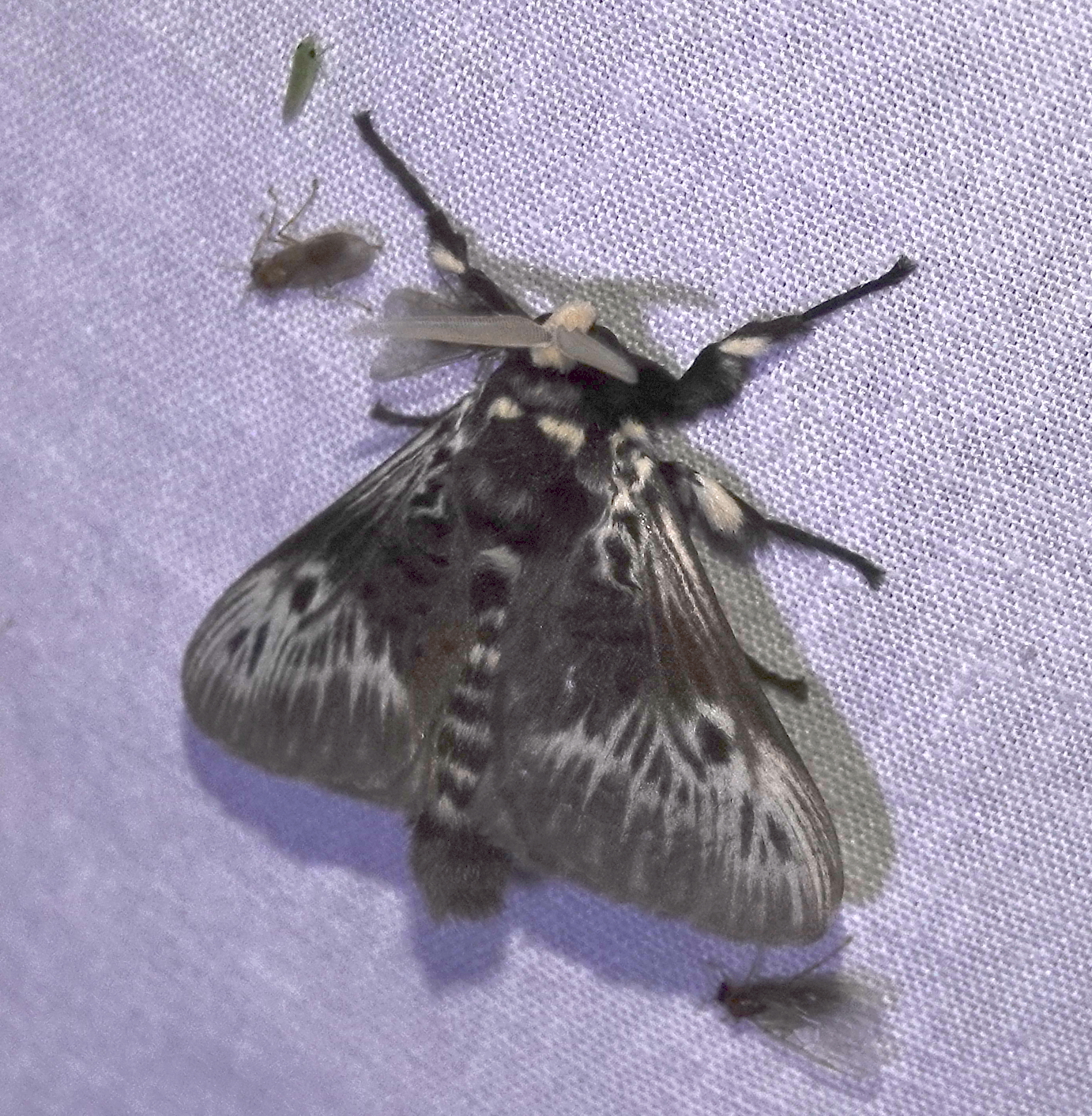 iGoTerra - Learn about Montane Woodcreeper Lepidocolaptes lacrymiger