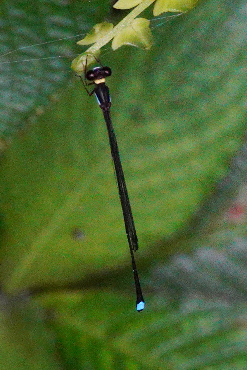 iGoTerra - Learn about False Cattleheart Swallowtail Mimoides euryleon