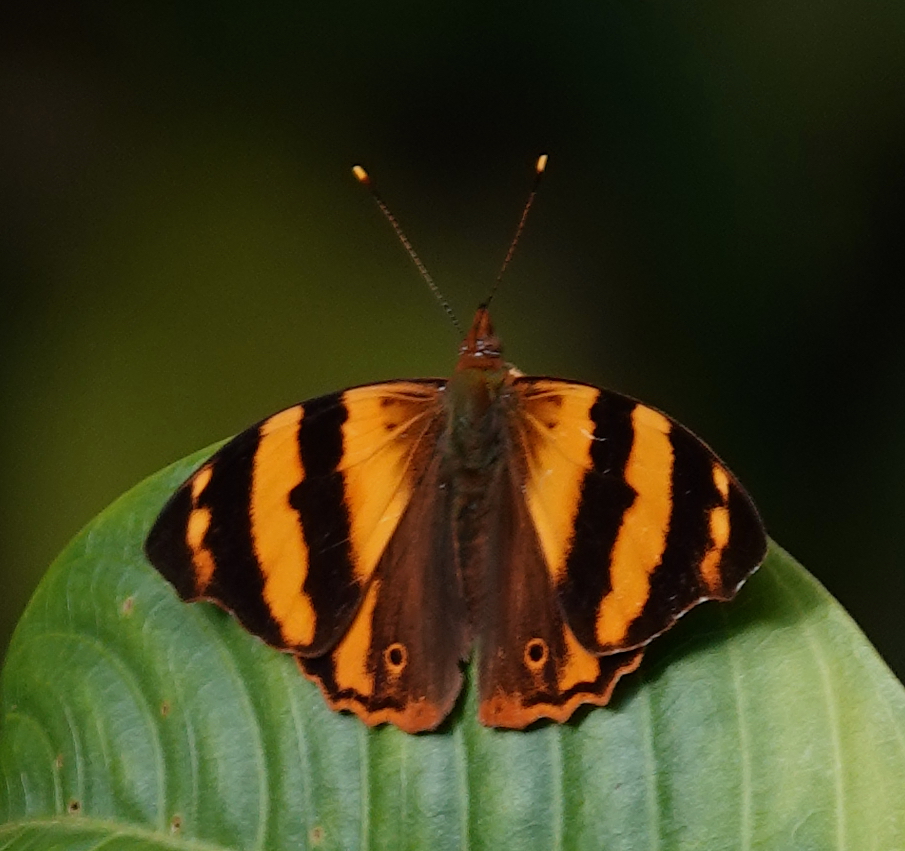 iGoTerra - Learn about Slate-colored Grosbeak Saltator grossus