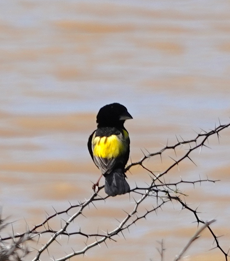 iGoTerra - Learn about Red-capped Manakin Ceratopipra mentalis