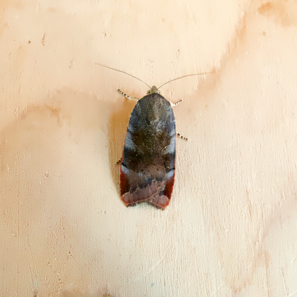 iGoTerra - Learn about Red-capped Manakin Ceratopipra mentalis