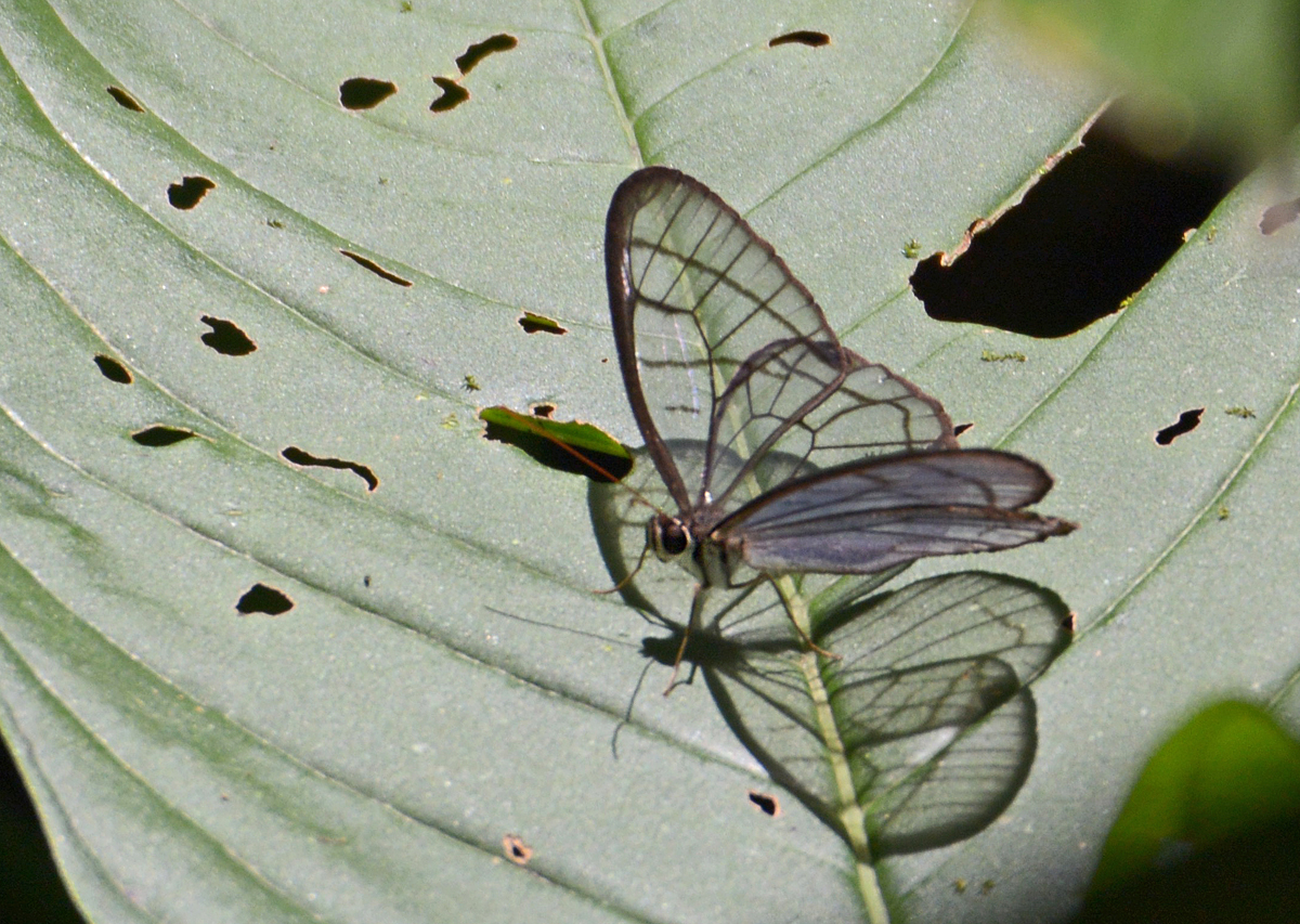 iGoTerra - Learn about Barred Puffbird Nystalus radiatus