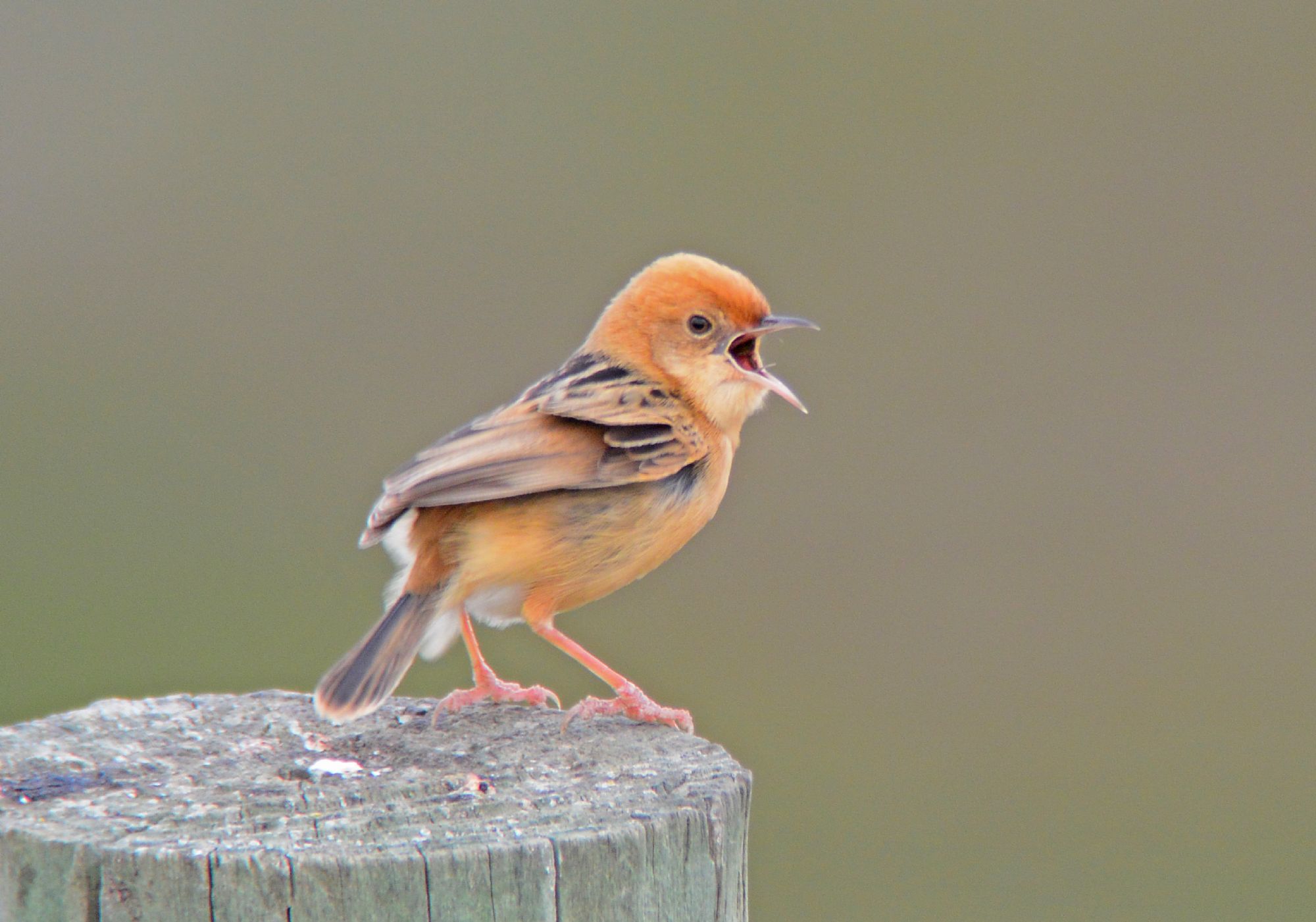 iGoTerra - Learn about Altai Accentor Prunella himalayana