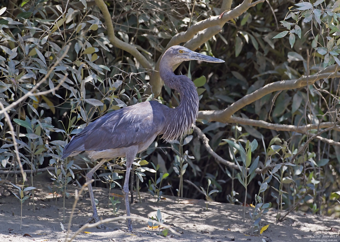 iGoTerra - Learn about Stygian Owl Asio stygius