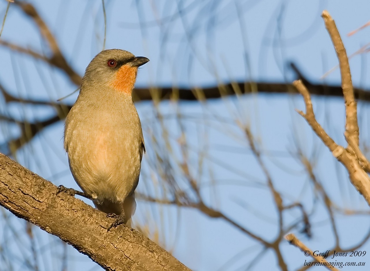 iGoTerra - Learn about Andean Ibis Theristicus branickii