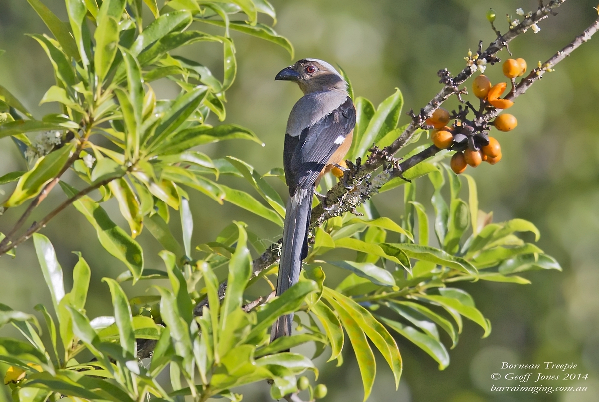 iGoTerra - Learn about Chestnut-tipped Toucanet Aulacorhynchus derbianus