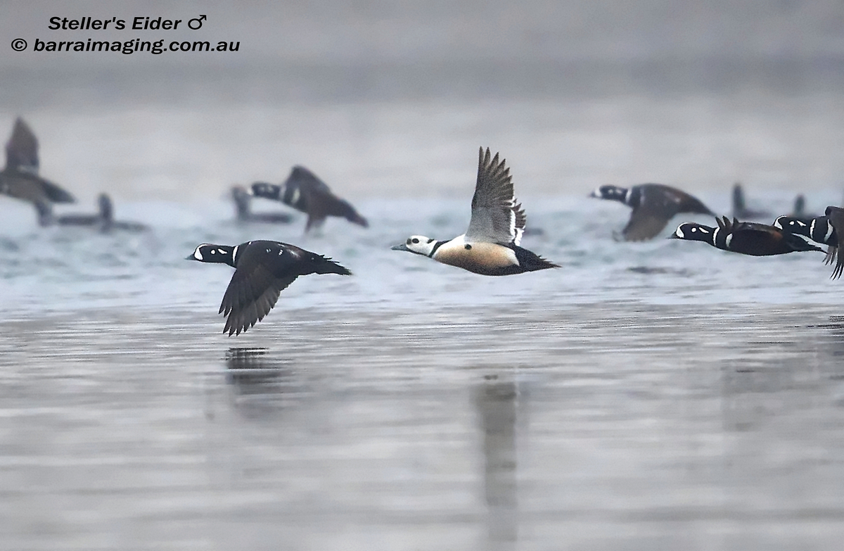 iGoTerra - Learn about Panama Flycatcher Myiarchus panamensis