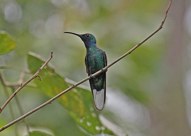 iGoTerra - Learn about Black-chinned Babbler Cyanoderma pyrrhops