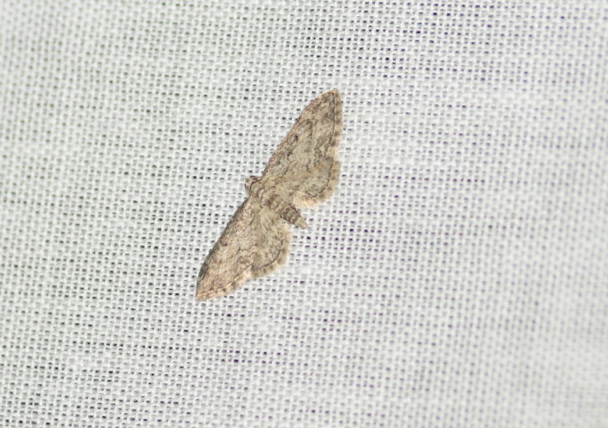 iGoTerra - Learn about Dark Dagger Moth Acronicta tridens