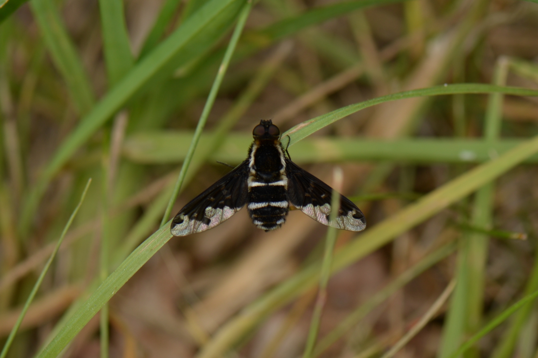 iGoTerra - Learn about Stygian Owl Asio stygius
