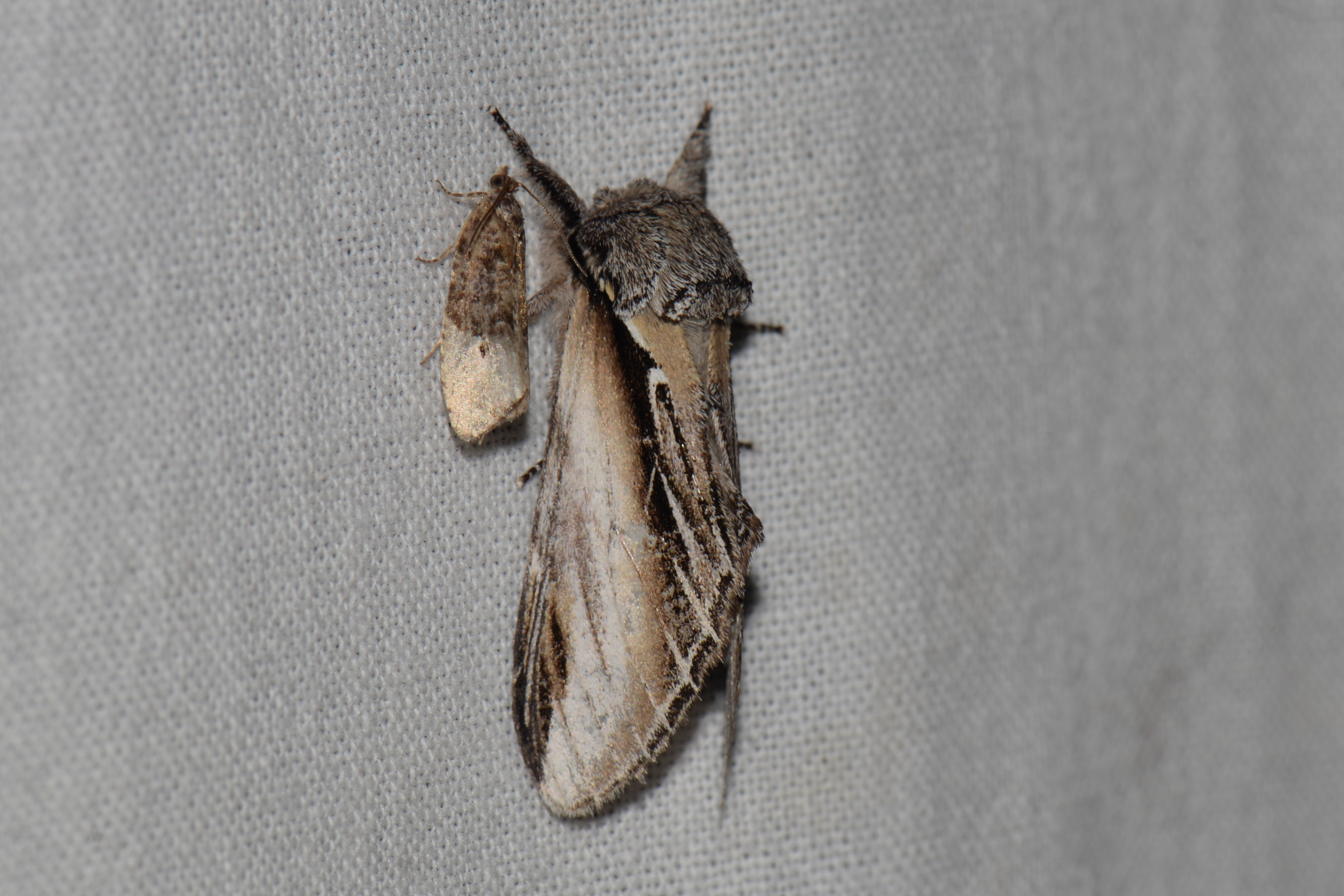 iGoTerra - Learn about Mealy Pixie Cup Cladonia chlorophaea