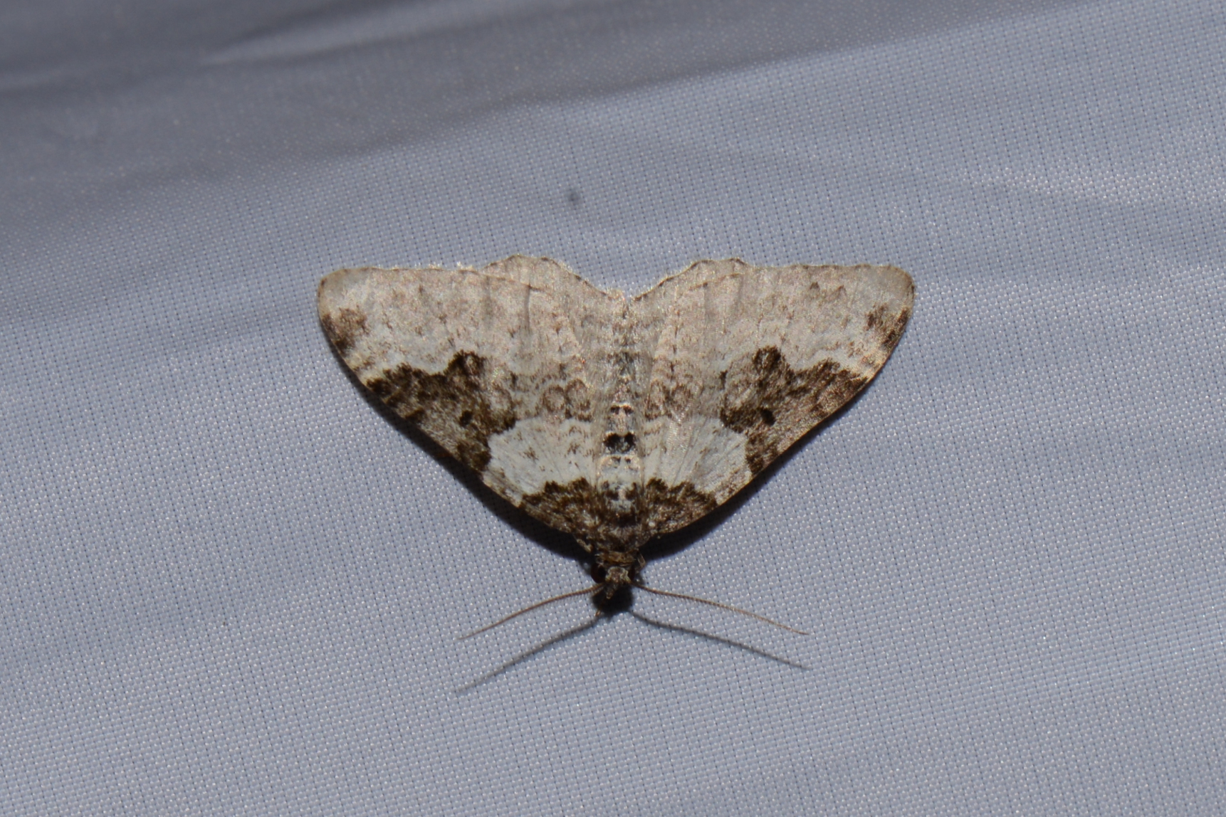 iGoTerra - Learn about Variable Hawk Geranoaetus polyosoma