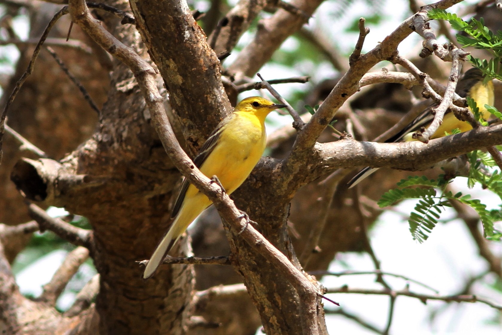 iGoTerra - Learn about David's Fulvetta Alcippe davidi