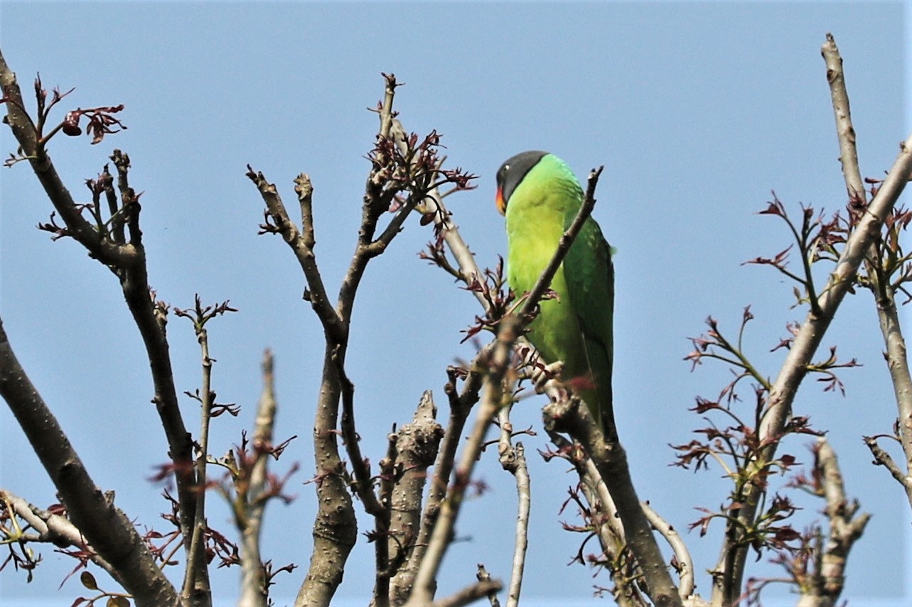 iGoTerra - Learn about Wing-banded Antbird Myrmornis torquata