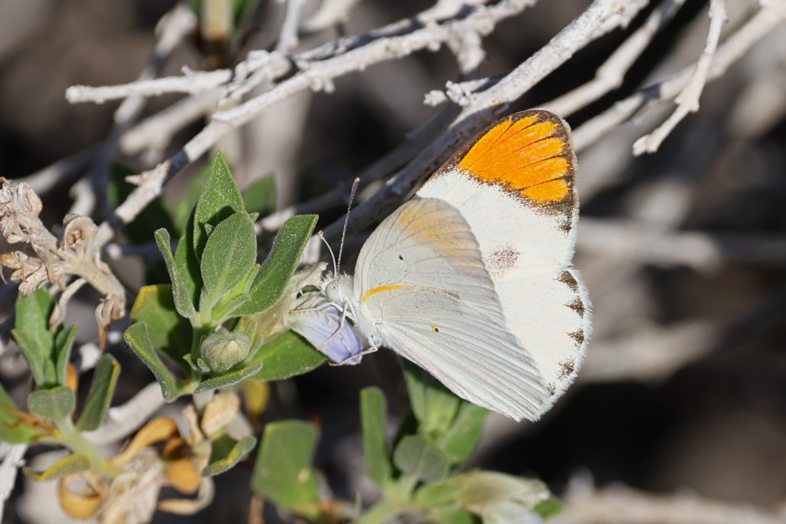 iGoTerra - Learn about Thyas juno