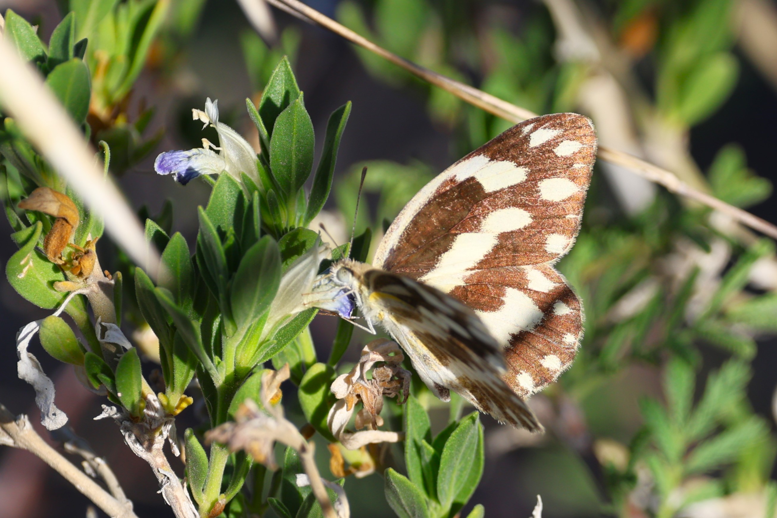 iGoTerra - Learn about Thyas juno