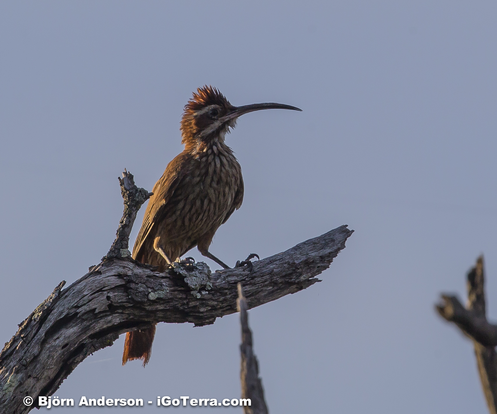 iGoTerra - Learn about Poecile palustris dresseri