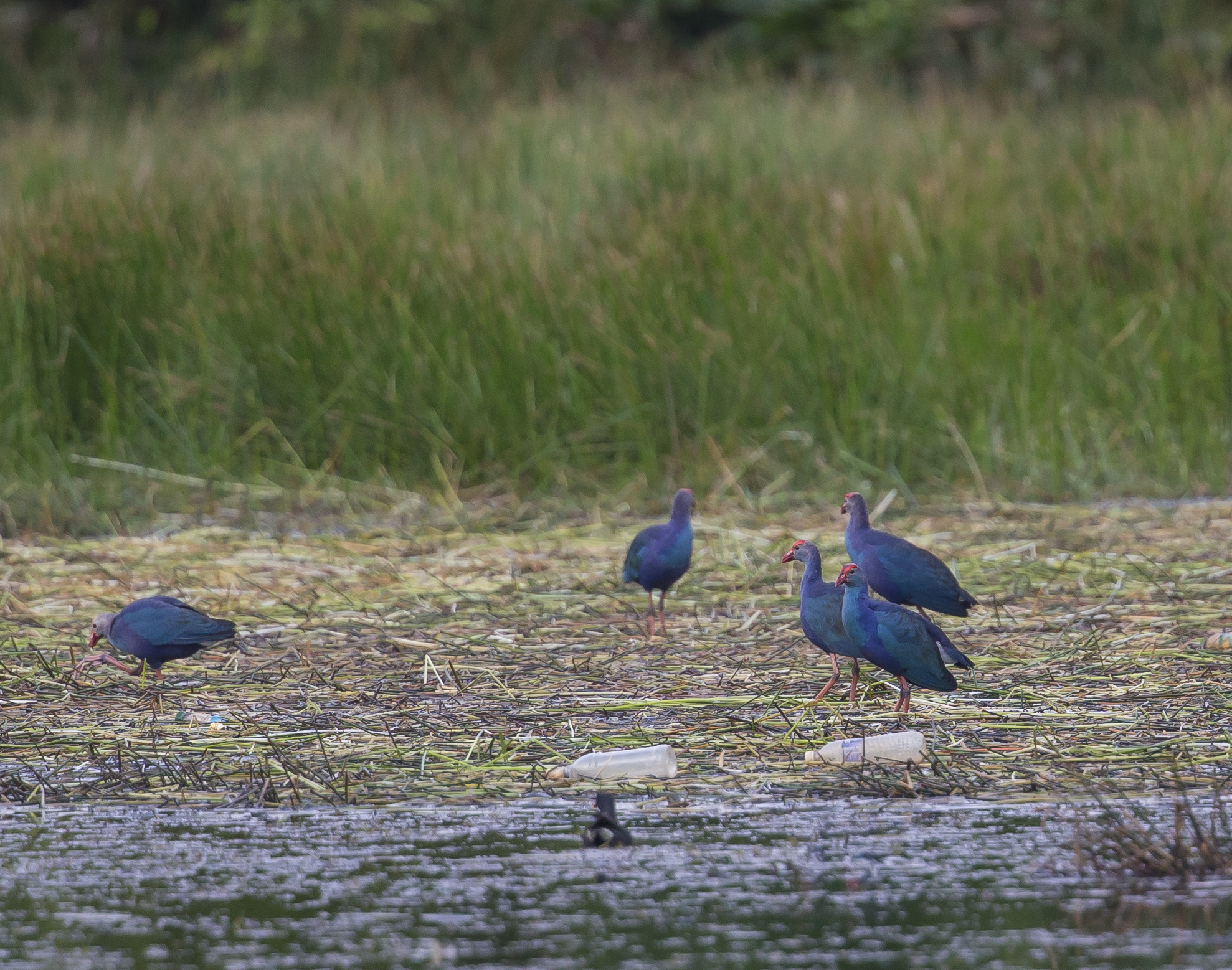 iGoTerra - Learn about Island Imperial-Pigeon Ducula pistrinaria