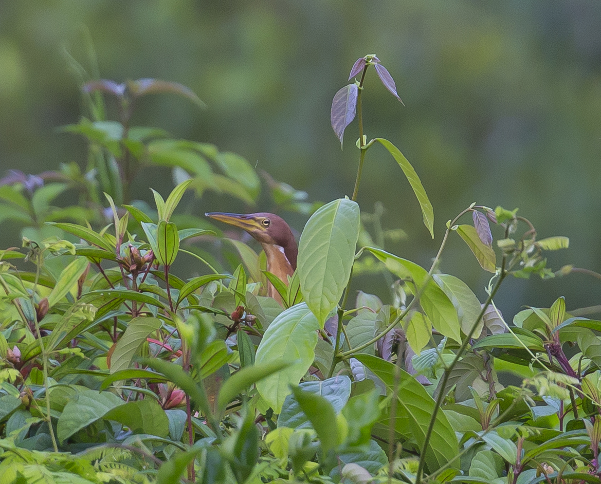 iGoTerra - Learn about Island Imperial-Pigeon Ducula pistrinaria