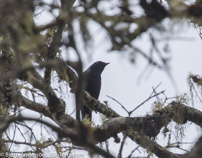 iGoTerra - Learn about Great Tinamou Tinamus major