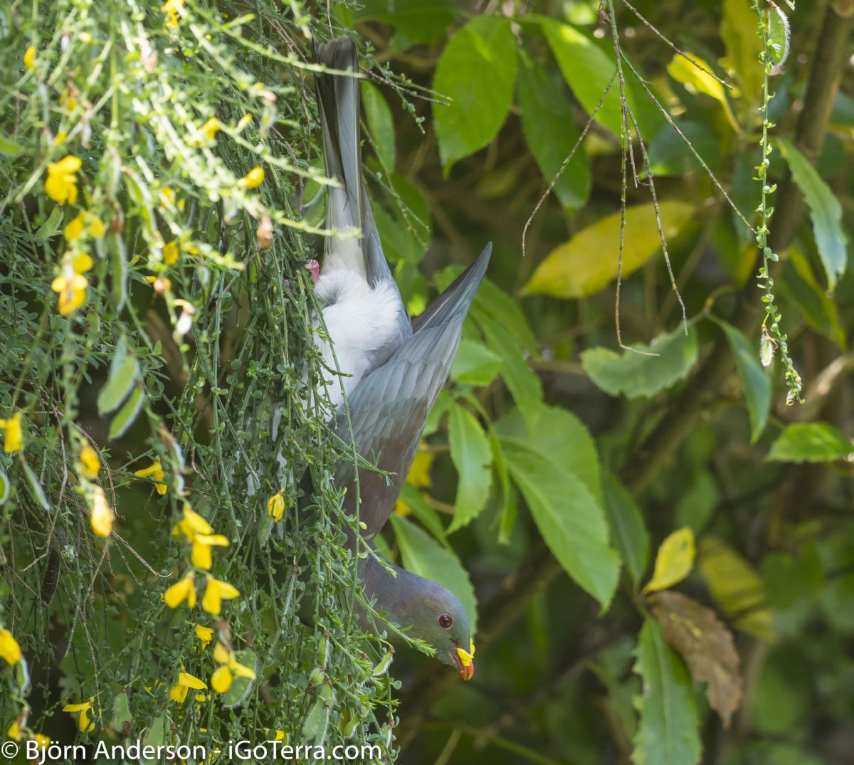 iGoTerra - Learn about Spangled Coquette Lophornis stictolophus