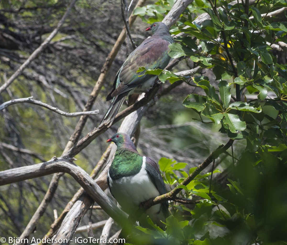 iGoTerra - Learn about Spangled Coquette Lophornis stictolophus