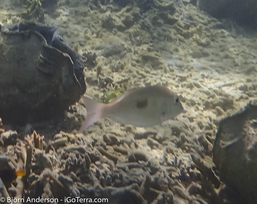 iGoTerra - Learn about Splendid Brocade Lacanobia splendens