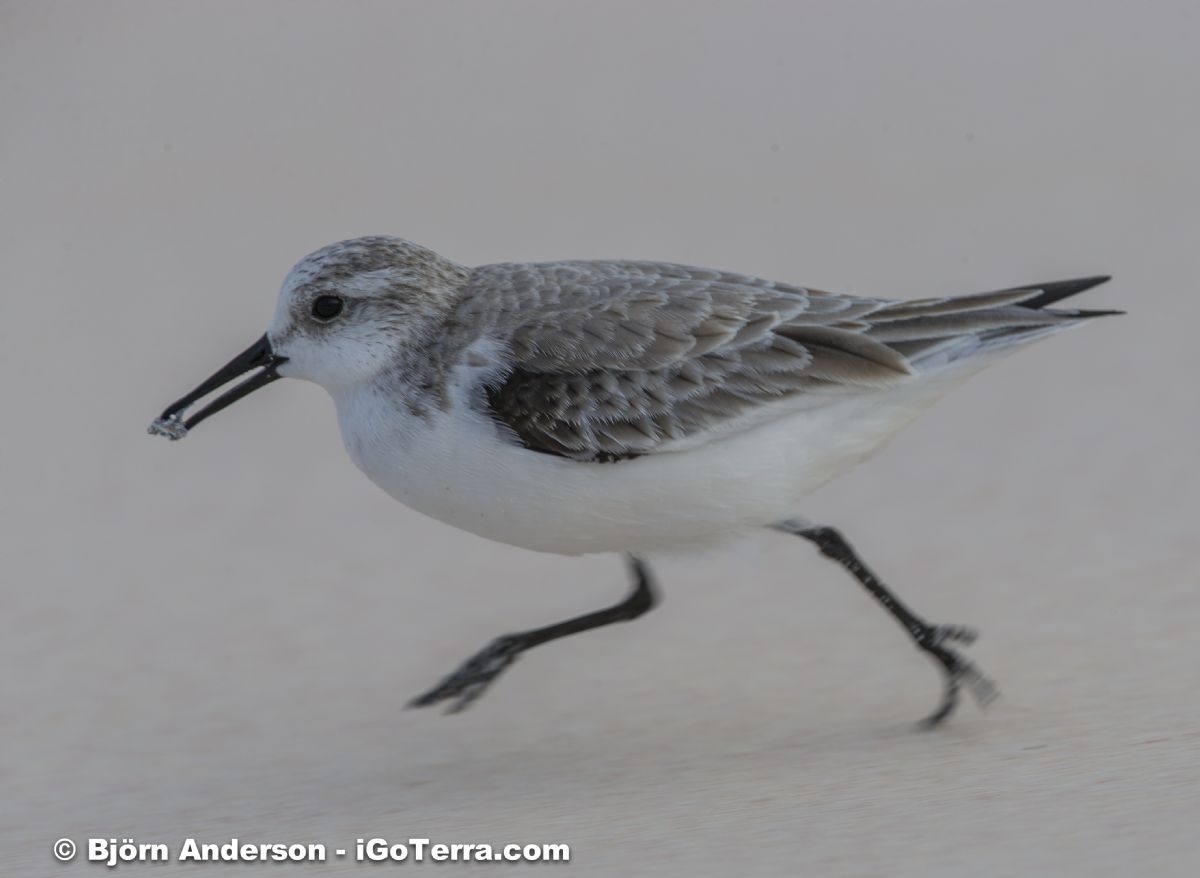 iGoTerra - Learn about Black-shouldered Kite Elanus axillaris
