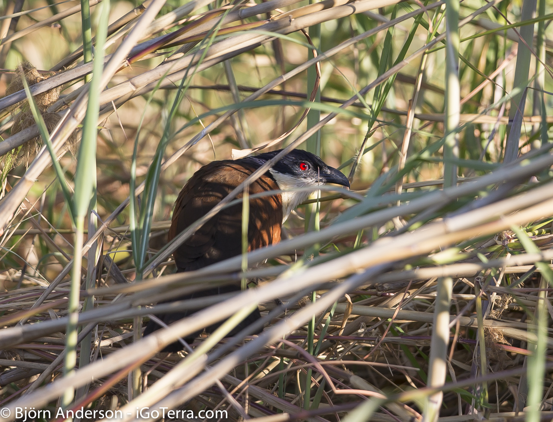 iGoTerra - Learn about Sichuan Thrush Zoothera griseiceps