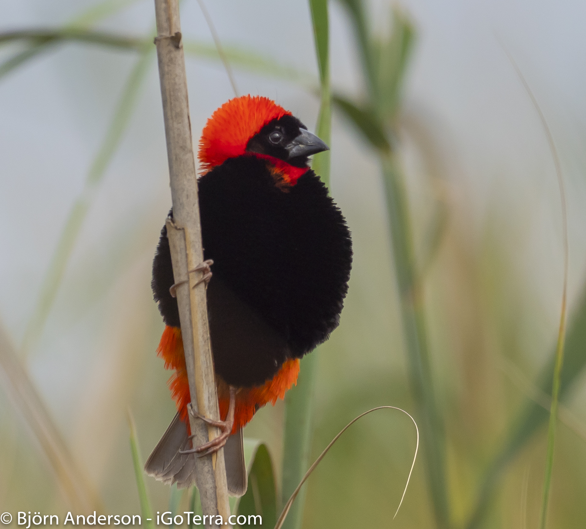 iGoTerra - Learn about Red-faced Spinetail Cranioleuca erythrops