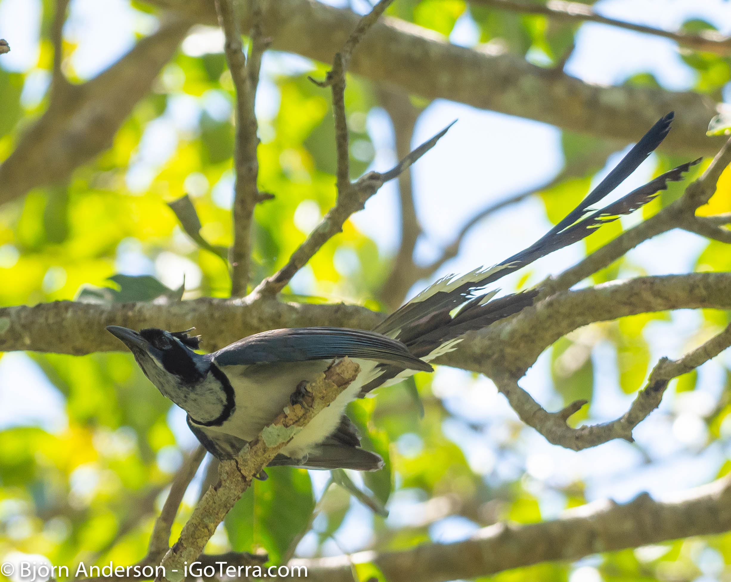 iGoTerra - Learn about European Storm Petrel Hydrobates pelagicus