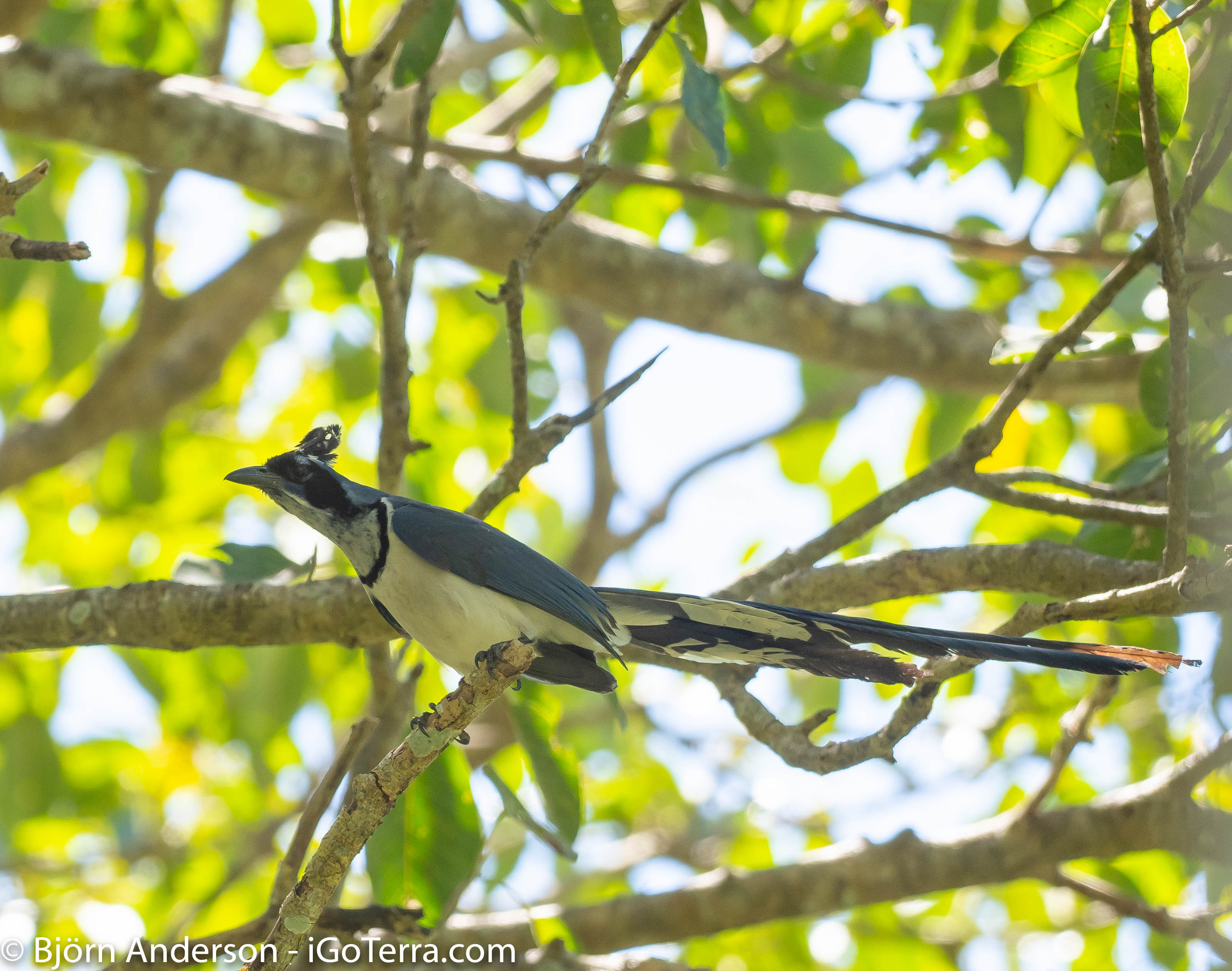 iGoTerra - Learn about European Storm Petrel Hydrobates pelagicus
