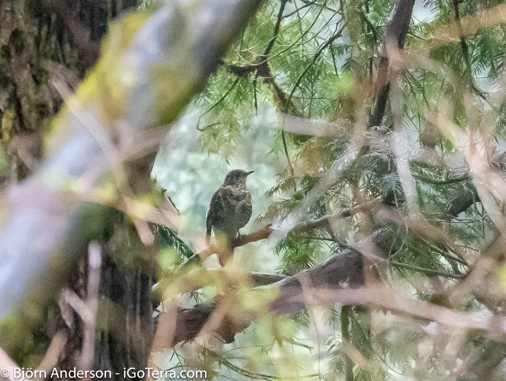 iGoTerra - Learn about Sulphur-rumped Flycatcher Myiobius sulphureipygius