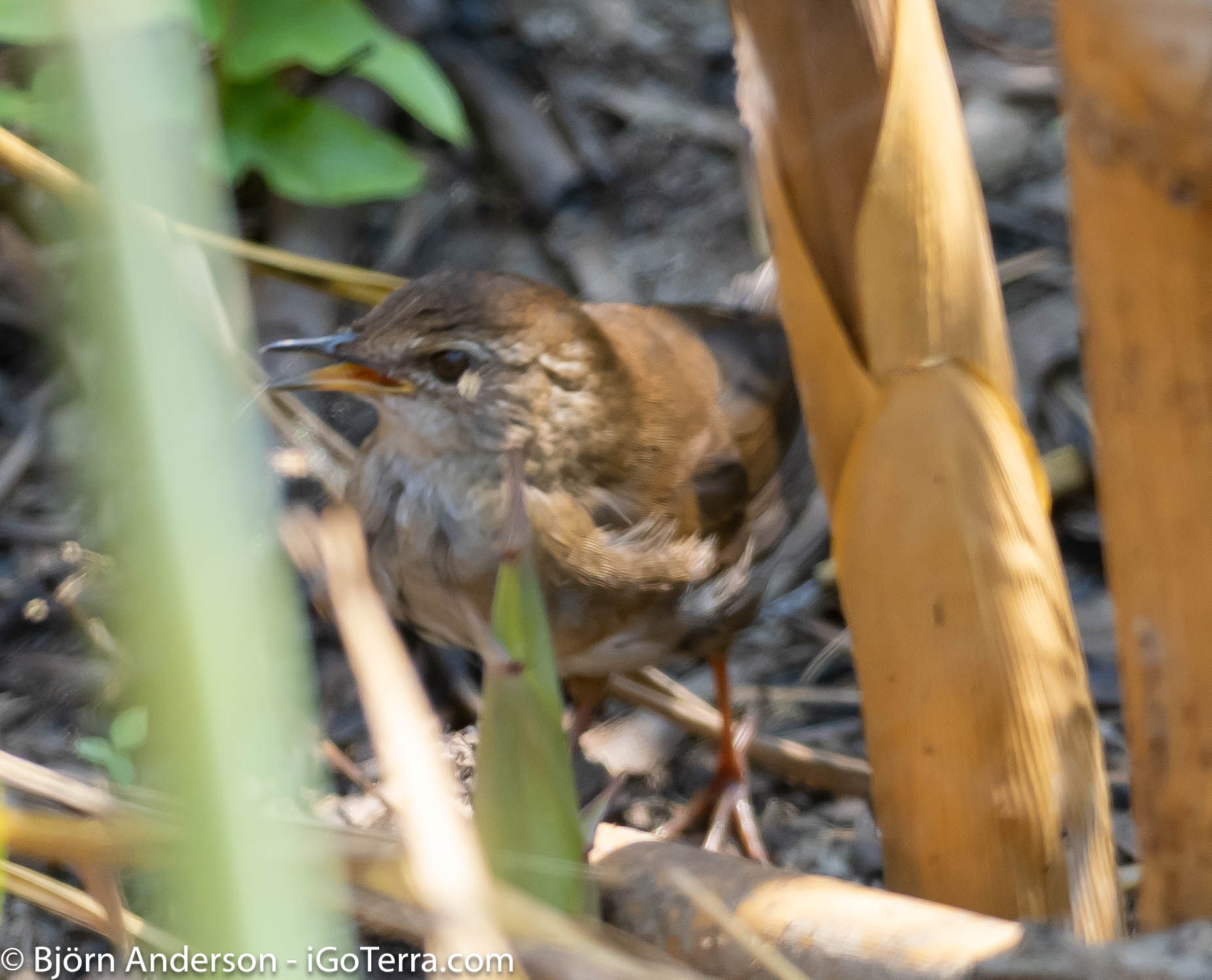 iGoTerra - Learn about Red-capped Manakin Ceratopipra mentalis