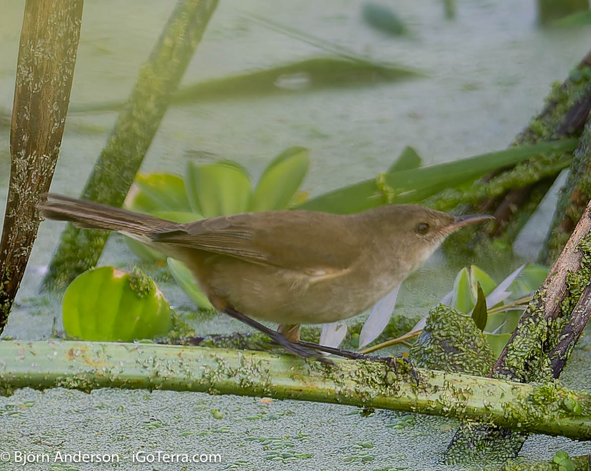iGoTerra - Learn about Bronze-tailed Comet Polyonymus caroli