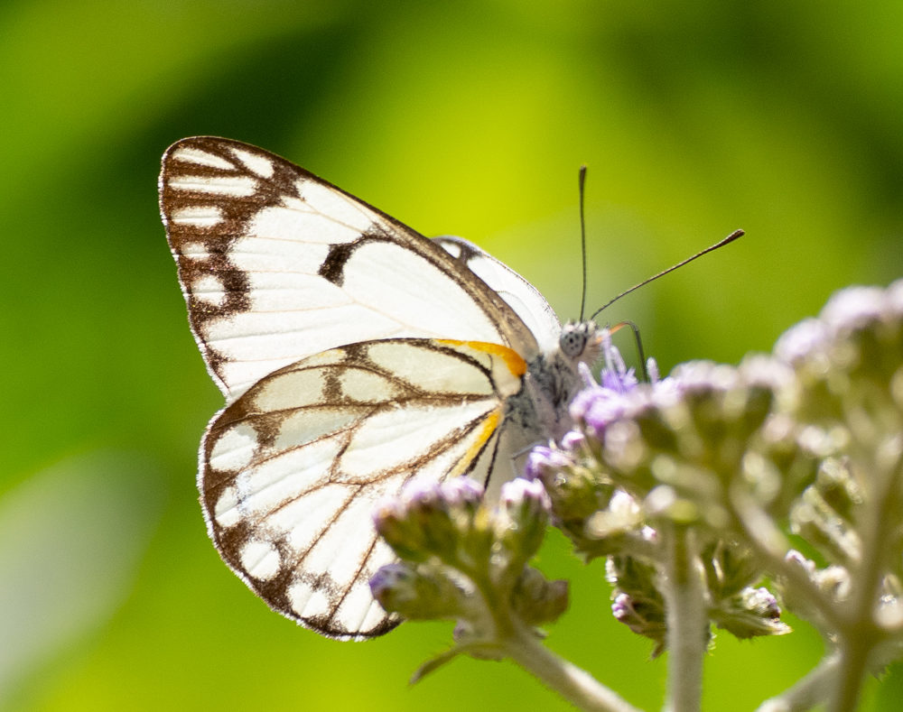 iGoTerra - Learn about Pidorus atratus